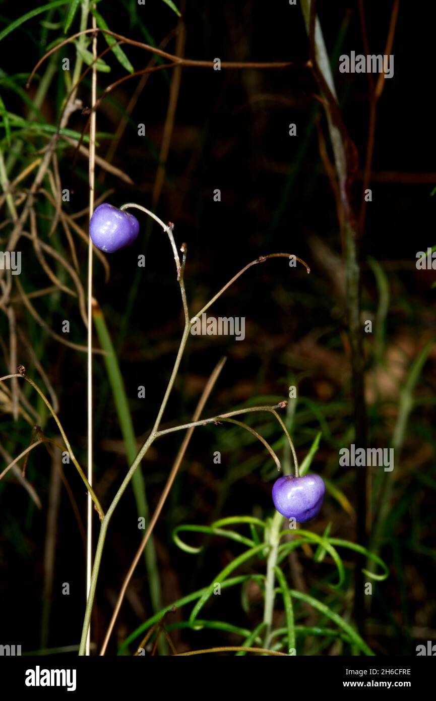 Australian wildflower berries hi-res stock photography and images - Alamy