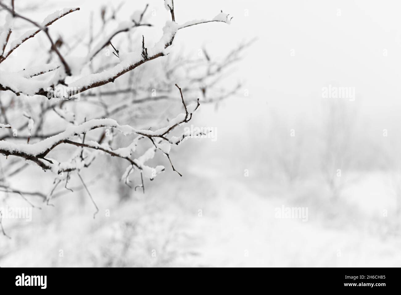 Snowfall. Snow-covered bushes close-up. View of the rural countryside ...