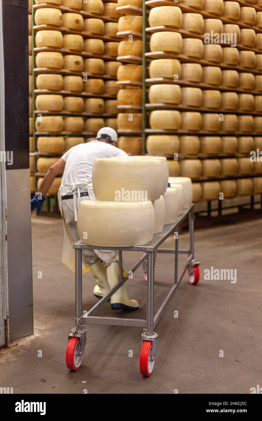 Parmesan Rarmigiano Reggiano italian cheese manufacturing at dairy farm ...