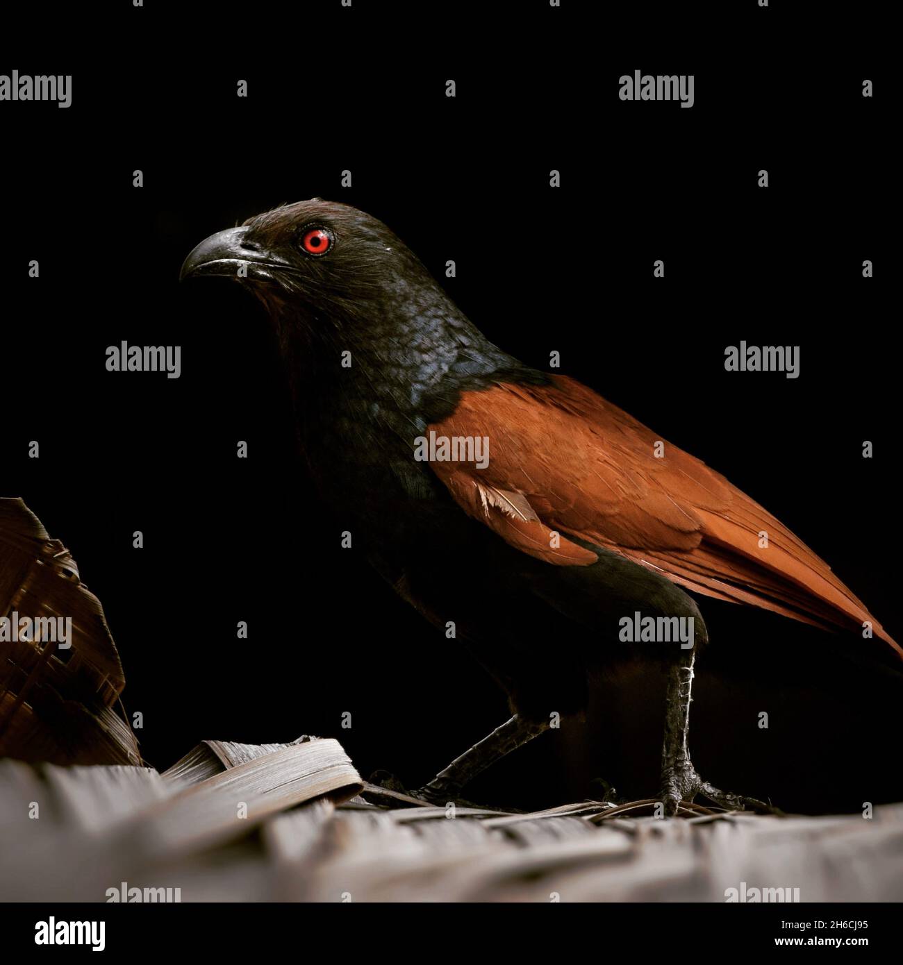 Bird photography tutorial hi-res stock photography and images - Alamy