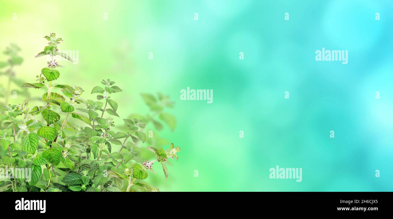 Branches of peppermint. Horizontal banner with beautiful green mint ...