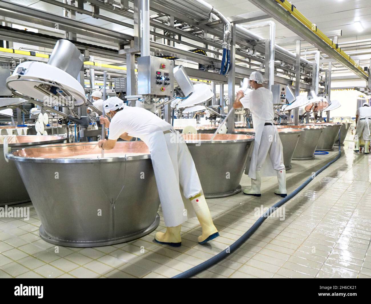 Manufacturing Parmigiano Reggiano parmesan cheese in 2064 diary farm in ...