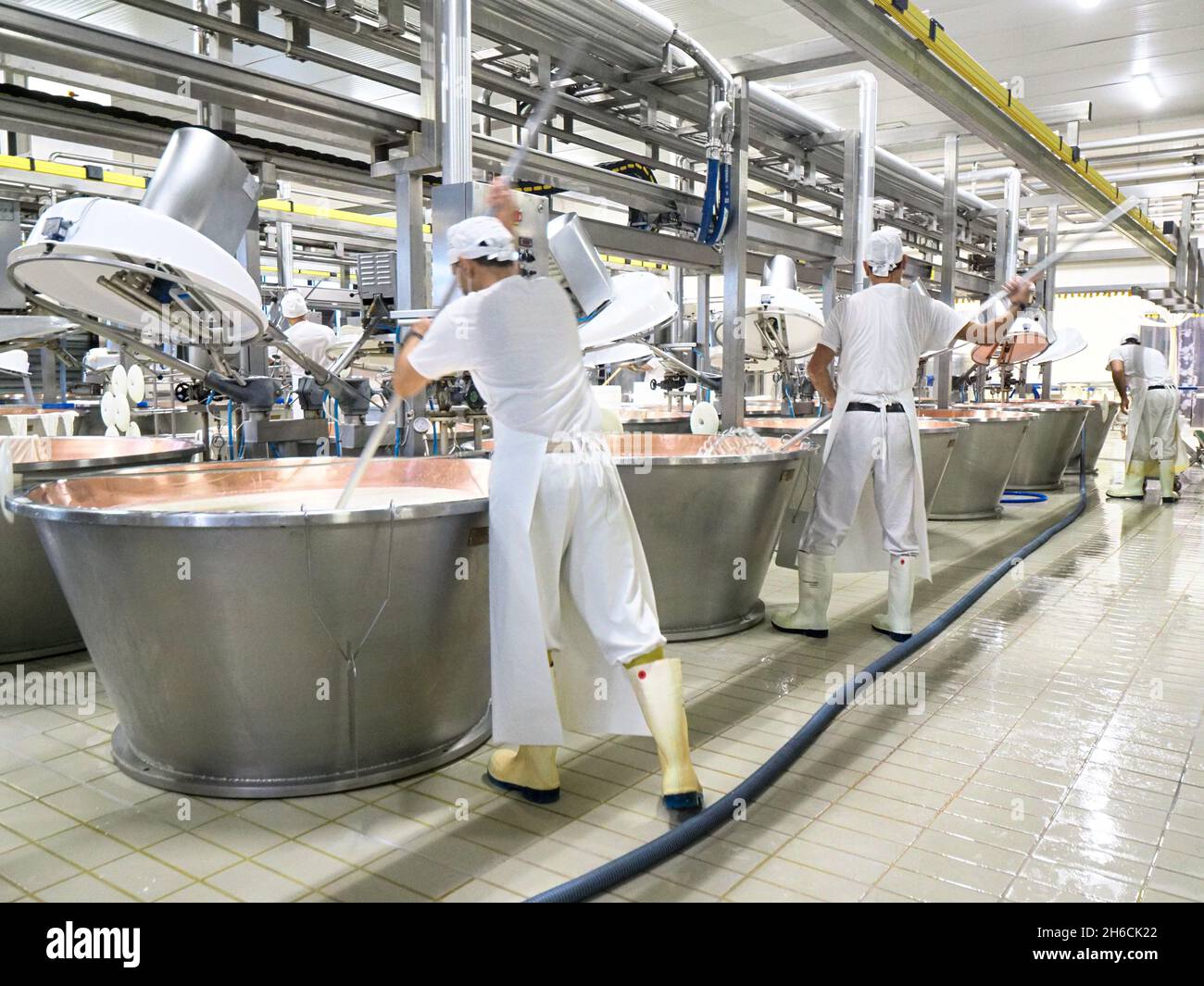 Manufacturing Parmigiano Reggiano parmesan cheese in 2064 diary farm in ...