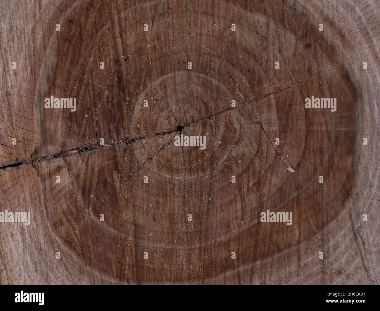Texture of sawn wood Stock Photo - Alamy