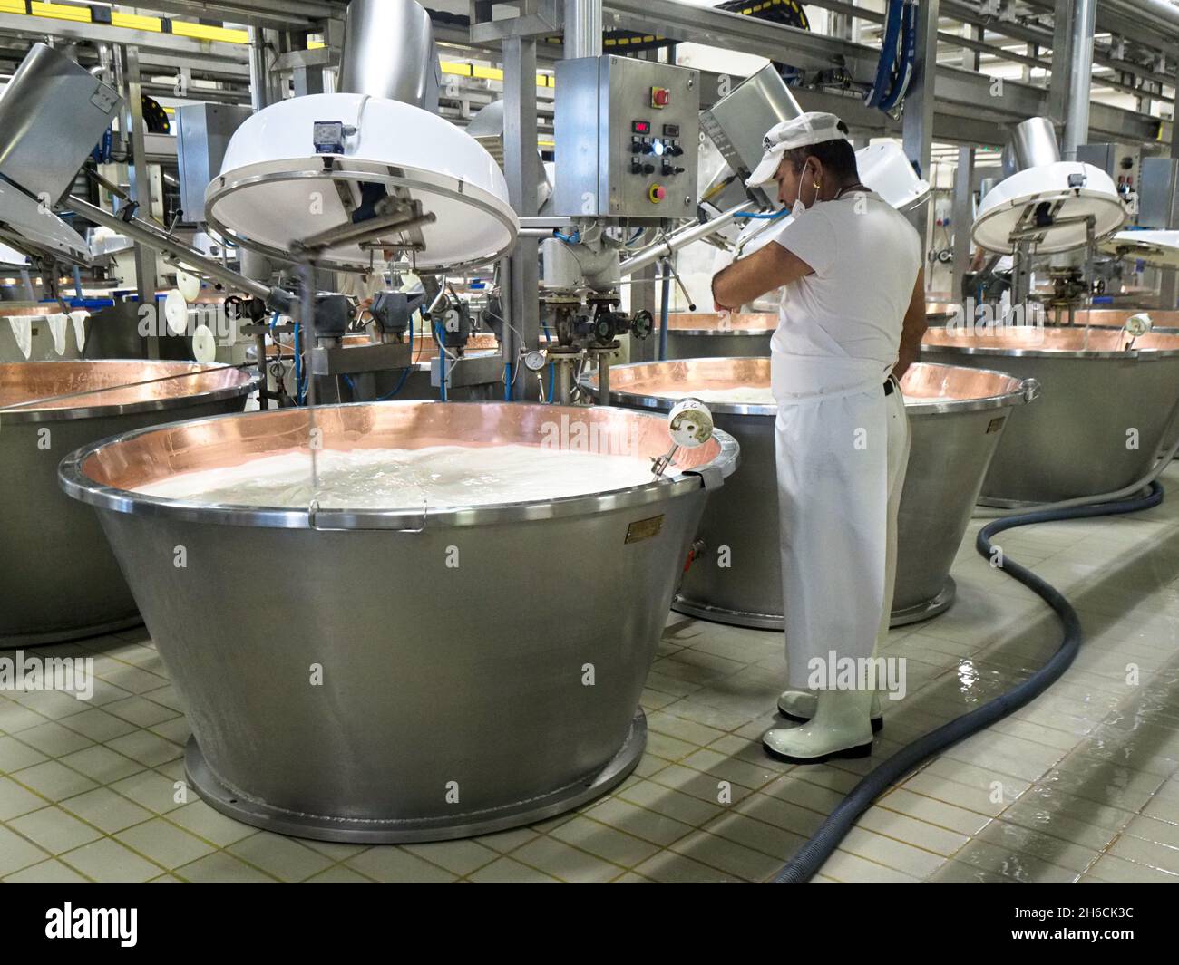 Manufacturing Parmigiano Reggiano parmesan cheese in 2064 diary farm in ...