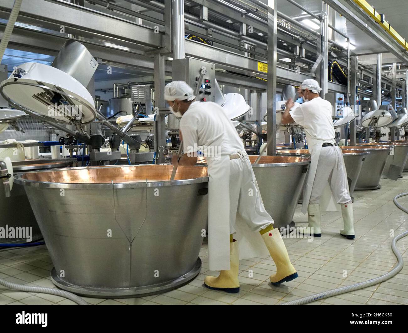 Manufacturing Parmigiano Reggiano parmesan cheese in 2064 diary farm in ...
