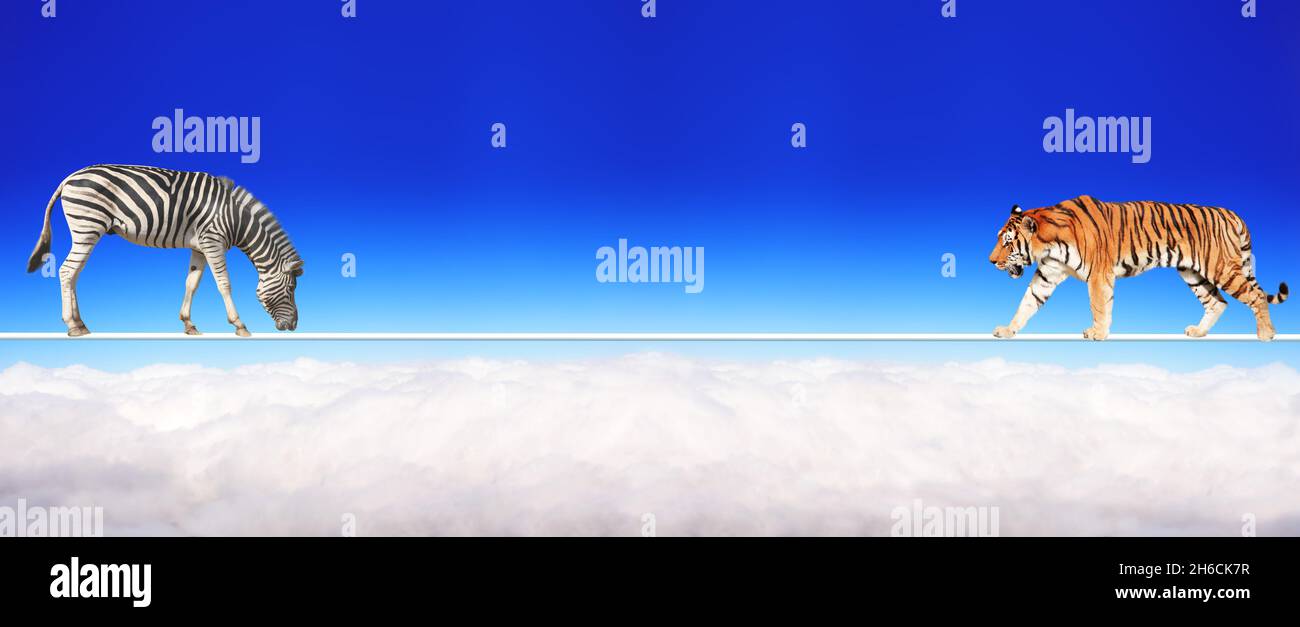 Managing risk concept. Zebra and tiger walking on a rope on the blue ...