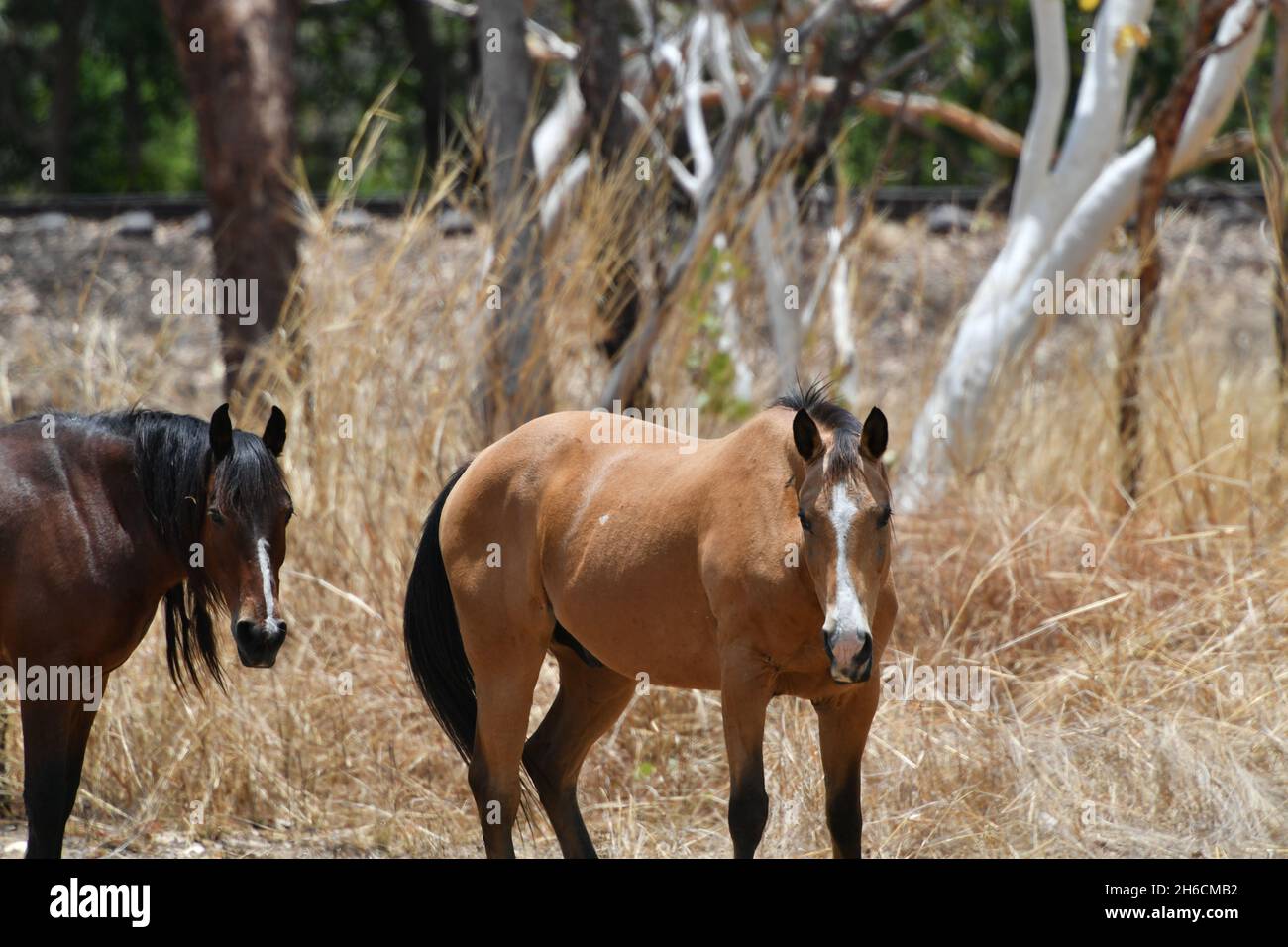 Wild brumby horse (Equus ferus) herd roaming in the landscapes of the ...
