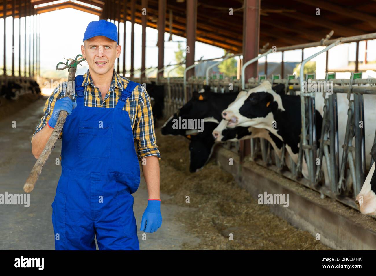 Confident man cow breeder standing in outdoor cowshed Stock Photo - Alamy