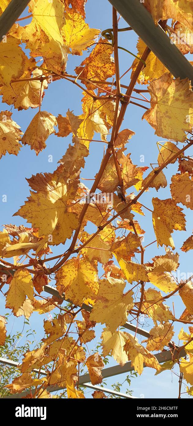 Autumn leaves in the forest Stock Photo - Alamy