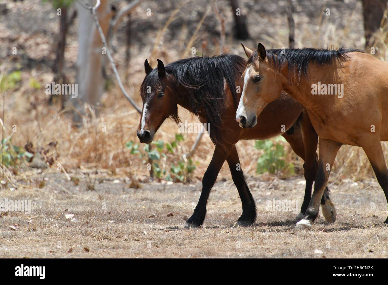 Wild brumby horse (Equus ferus) herd roaming in the landscapes of the ...