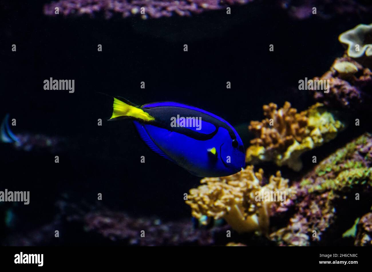 Tropical fish in the aquarium of Barcelona, Spain Stock Photo - Alamy