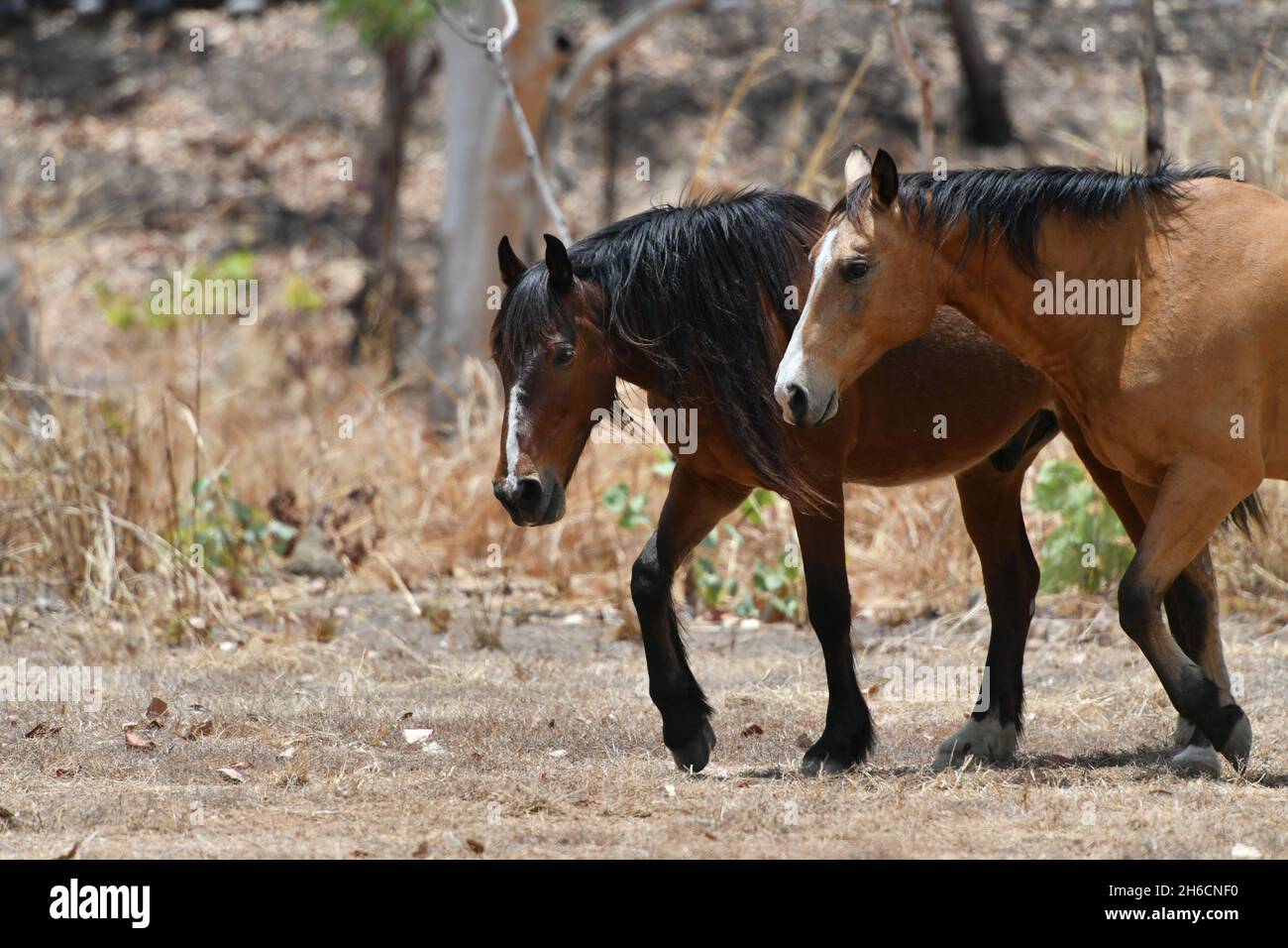 Wild brumby horse (Equus ferus) herd roaming in the landscapes of the ...