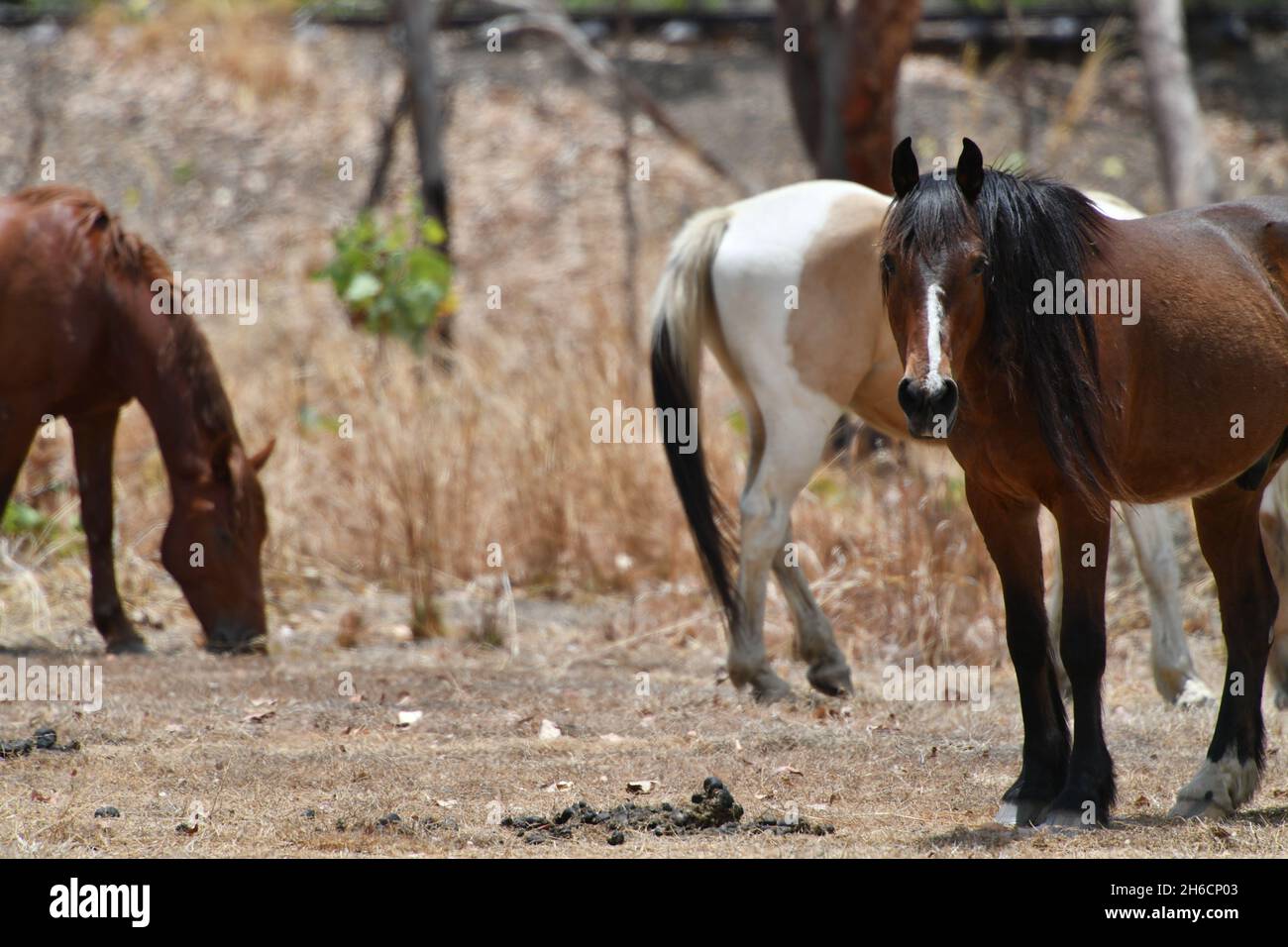 Brumby horses together hi-res stock photography and images - Alamy