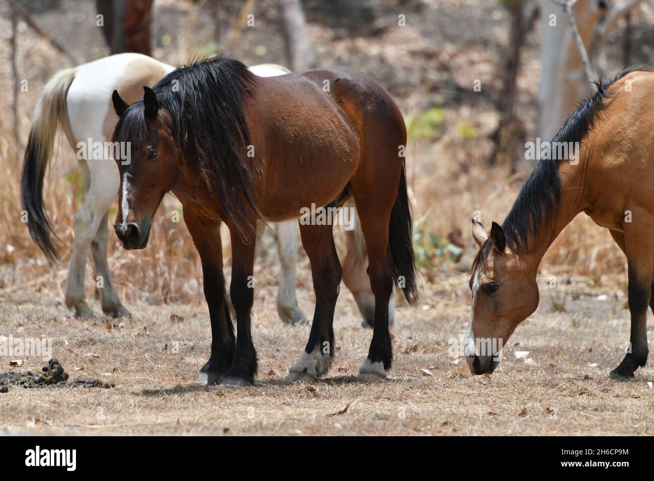 Wild brumby horse (Equus ferus) herd roaming in the landscapes of the ...