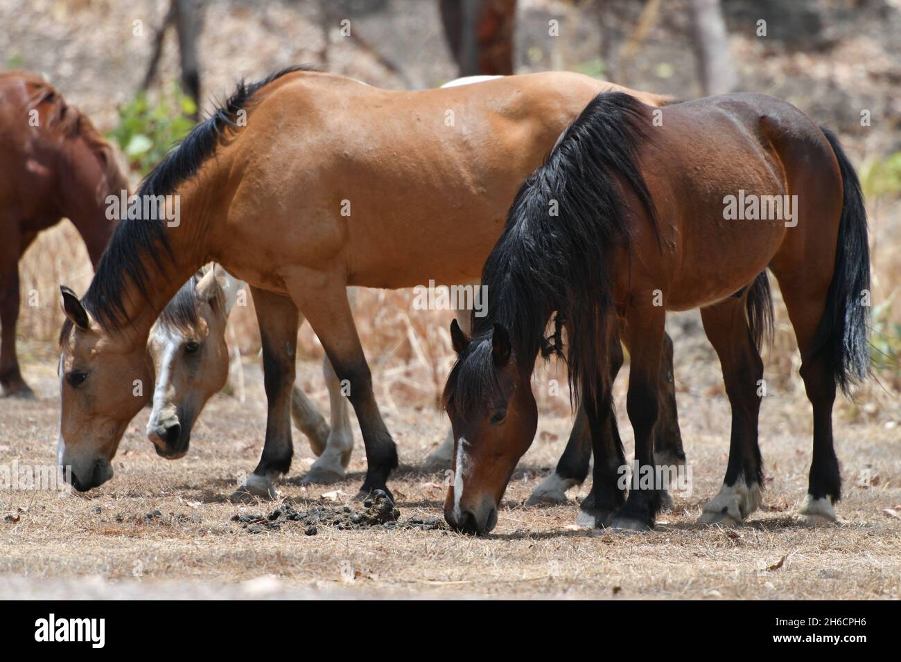 Brumby horses together hi-res stock photography and images - Alamy