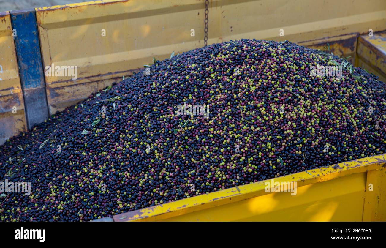 Harvested olives uploaded in truck Stock Photo - Alamy