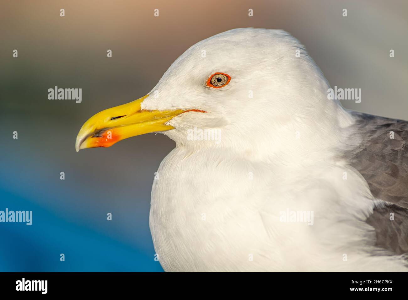 Atlantic gull hi-res stock photography and images - Alamy