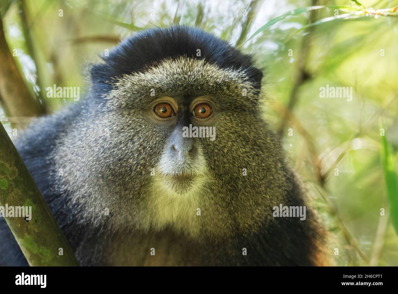 Golden Monkey - Cercopithecus kandti, beautiful colored rare monkey ...