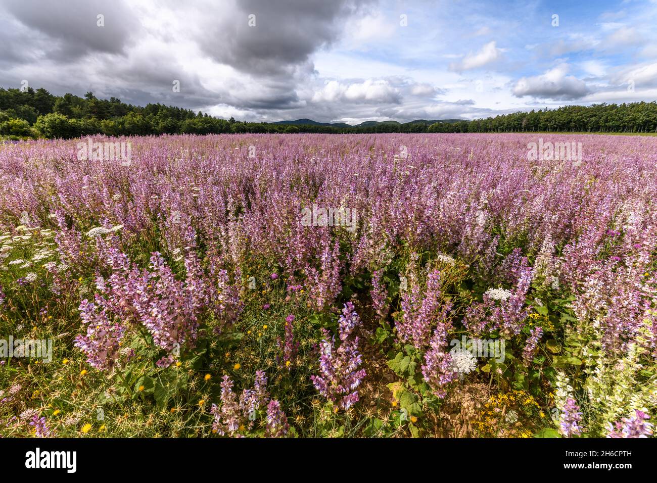 Fields of clary sage (Salvia sclarea), perfume plants cultivated in ...