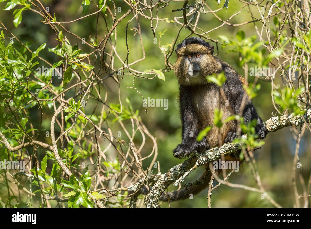 Golden Monkey - Cercopithecus kandti, beautiful colored rare monkey ...
