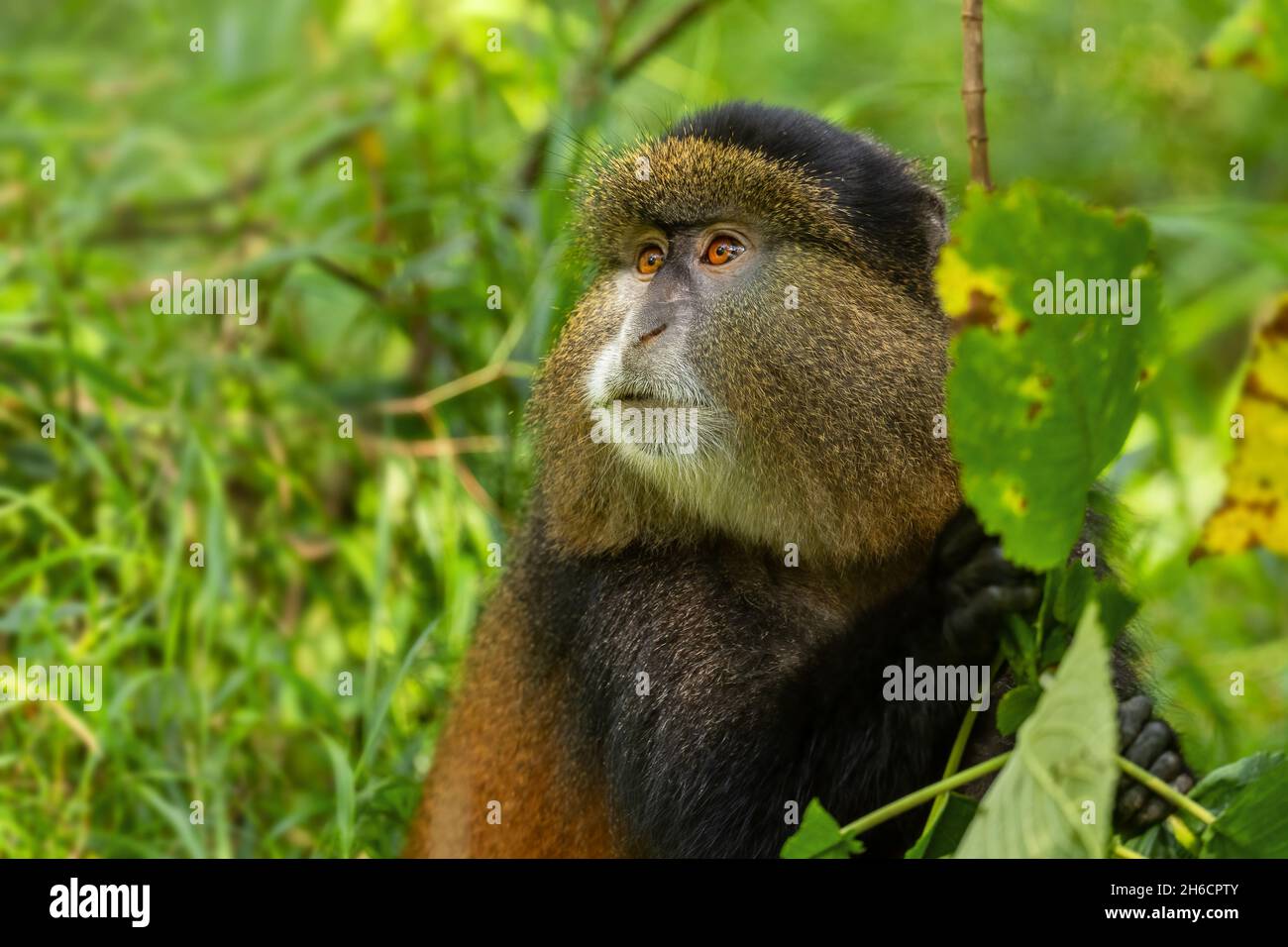 Golden Monkey - Cercopithecus kandti, beautiful colored rare monkey ...