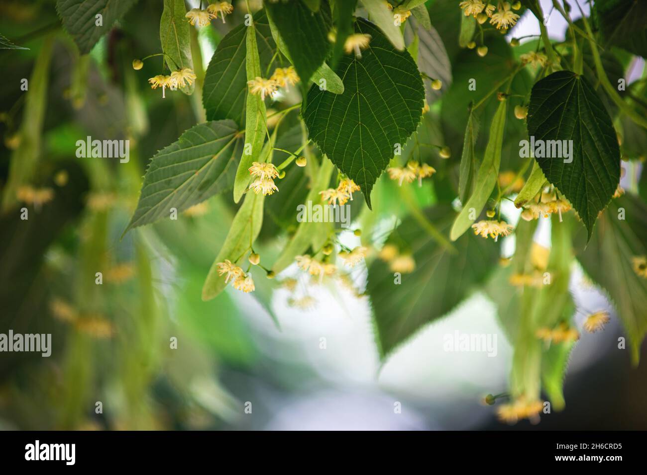 Linden tree flowers hi-res stock photography and images - Alamy