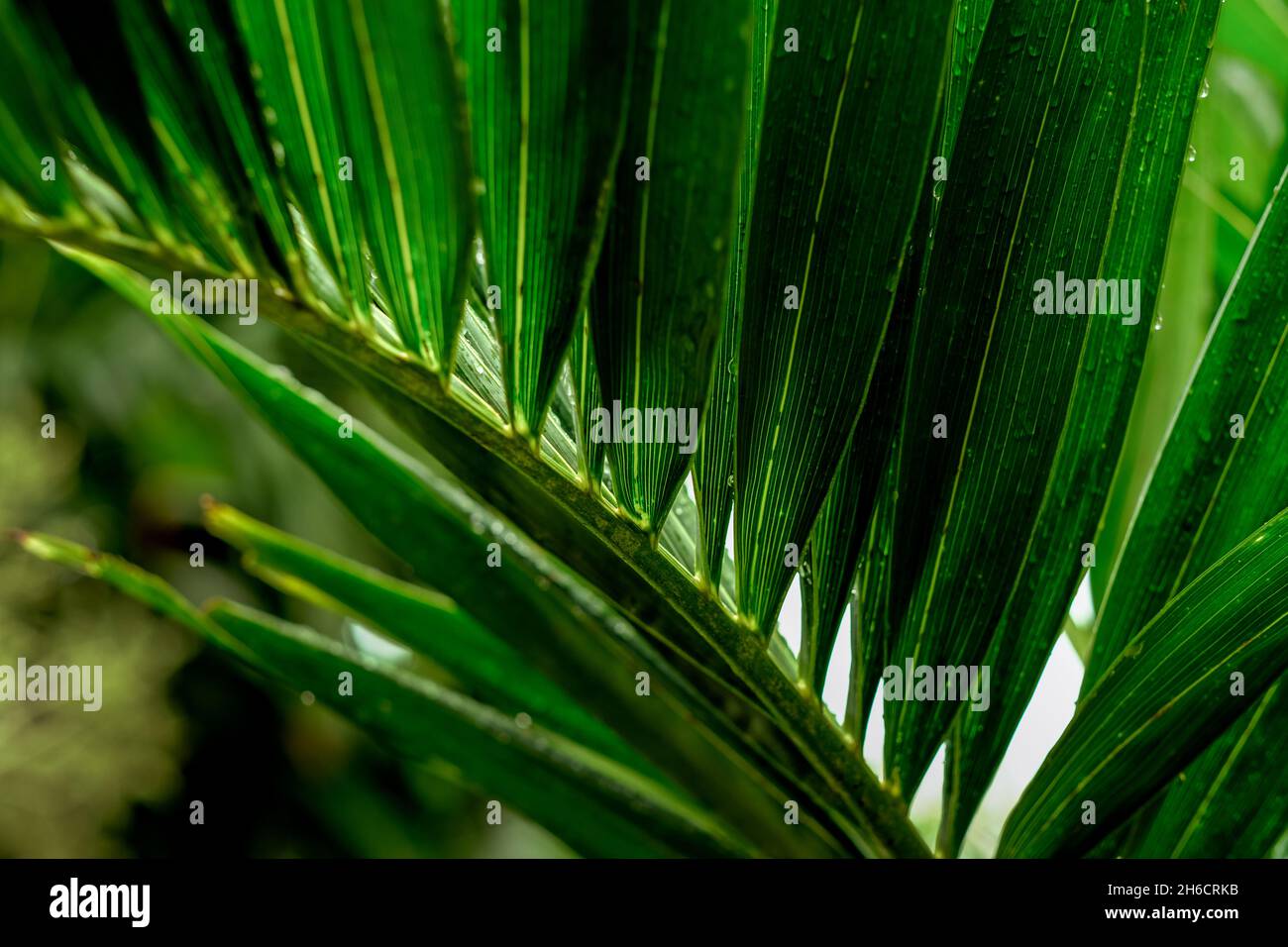 Macro photo of green leaves, blurred, selective focus. Horizontal ...