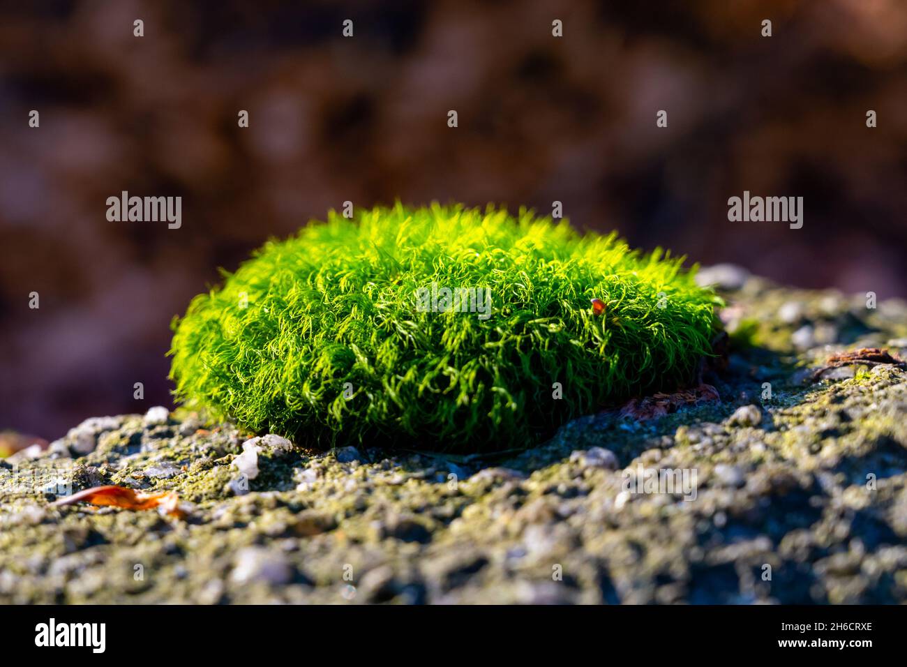 Small tuft of moss on granite rock Stock Photo - Alamy