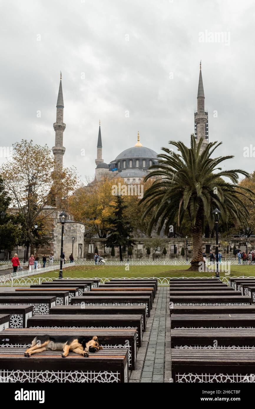 Istanbul stray dog liying at Sultanahmet Park on a cloudy day. Blue ...