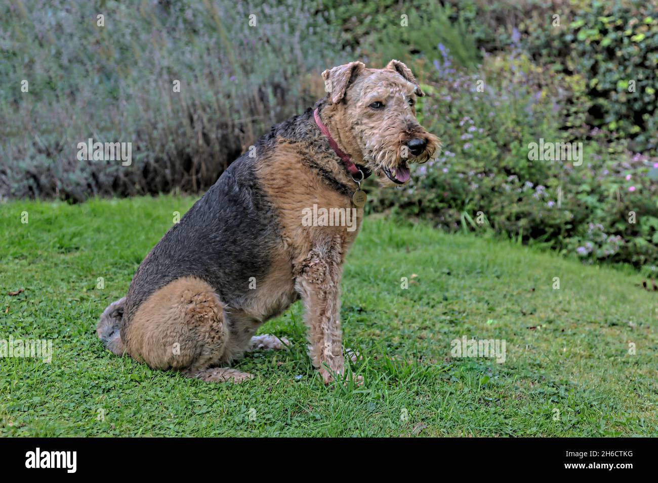 Black and tan terrier hi-res stock photography and images - Alamy