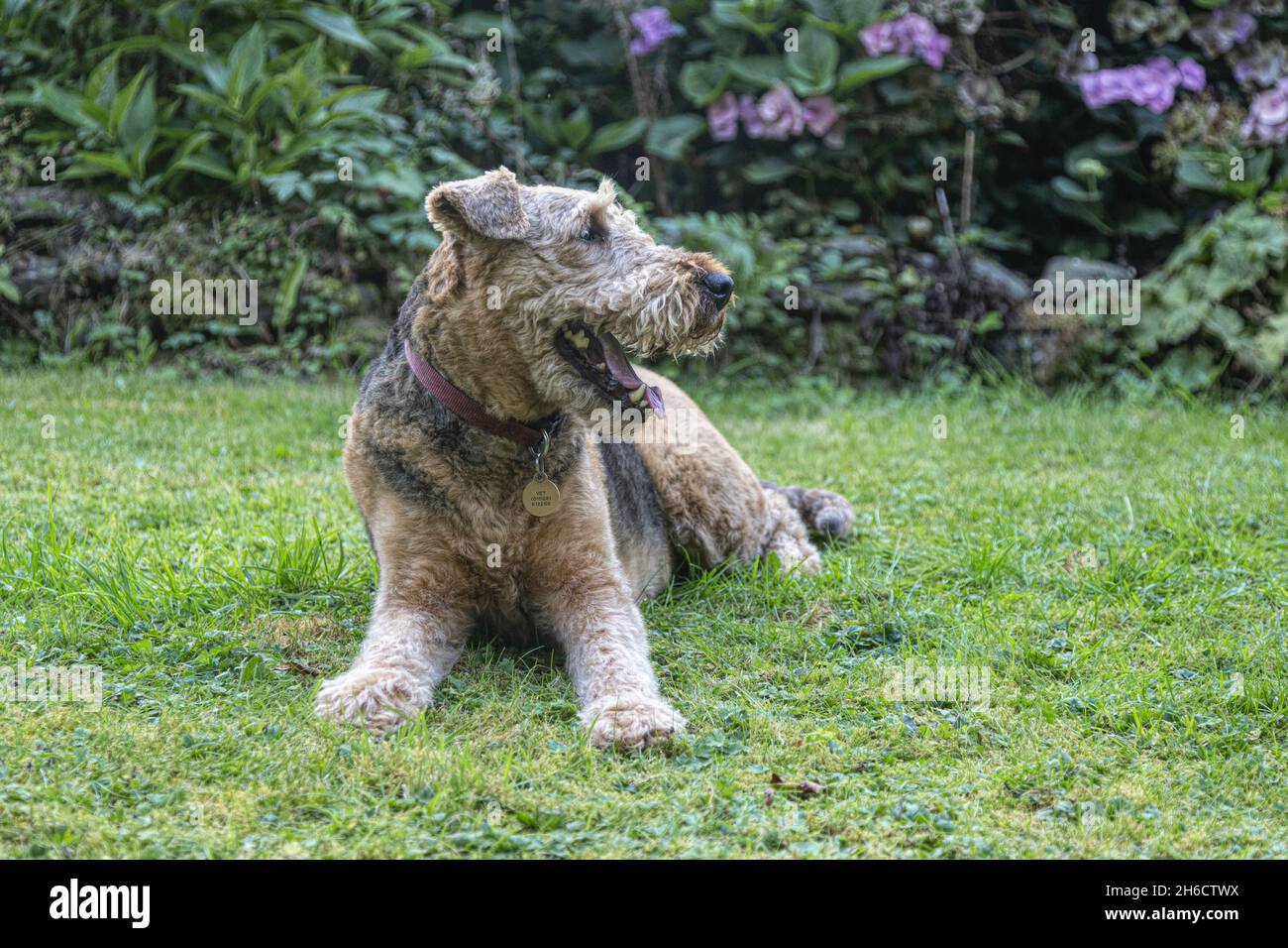 Black and tan terrier hi-res stock photography and images - Alamy