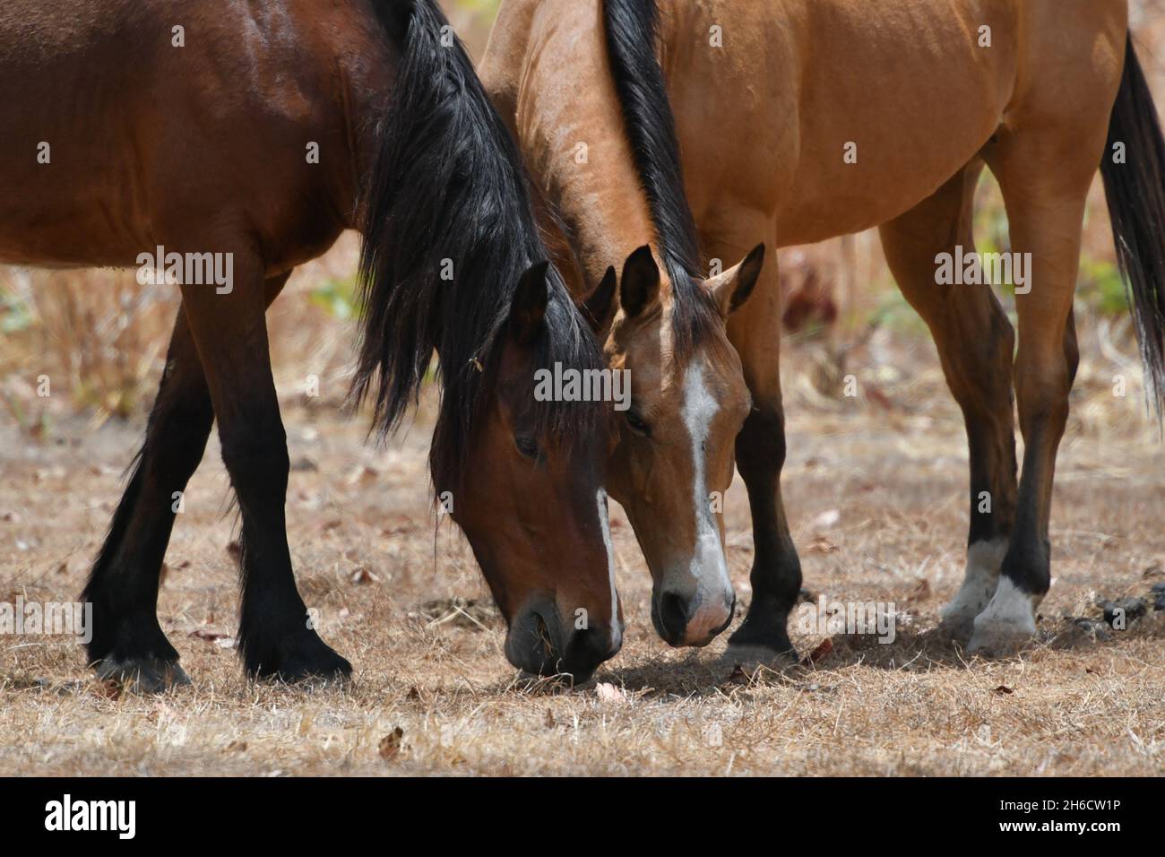 Brumby hi-res stock photography and images - Alamy