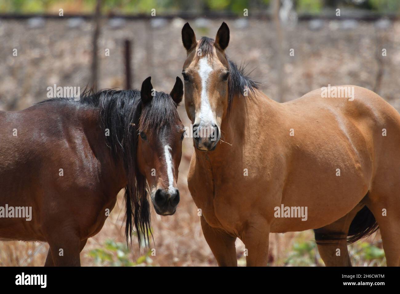 Wild brumby horse (Equus ferus) herd roaming in the landscapes of the ...