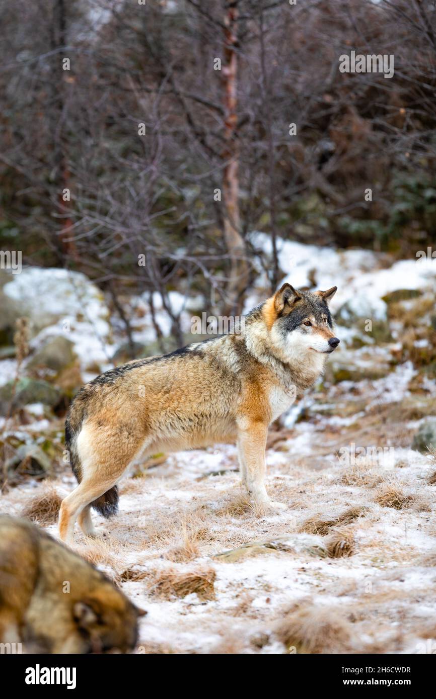 Alpha wolf hi-res stock photography and images - Alamy
