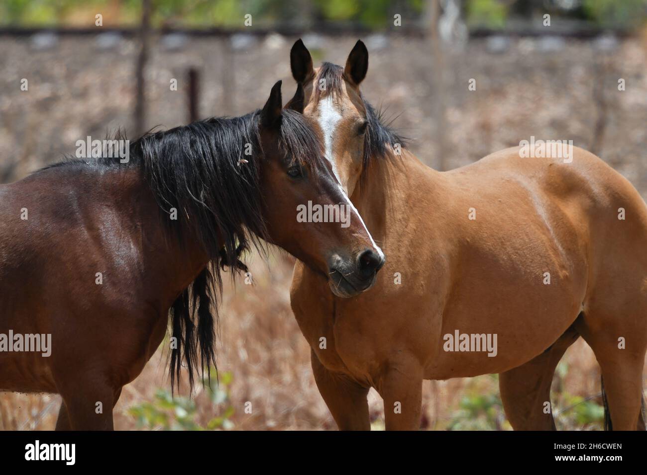 Wild brumby horse (Equus ferus) herd roaming in the landscapes of the ...