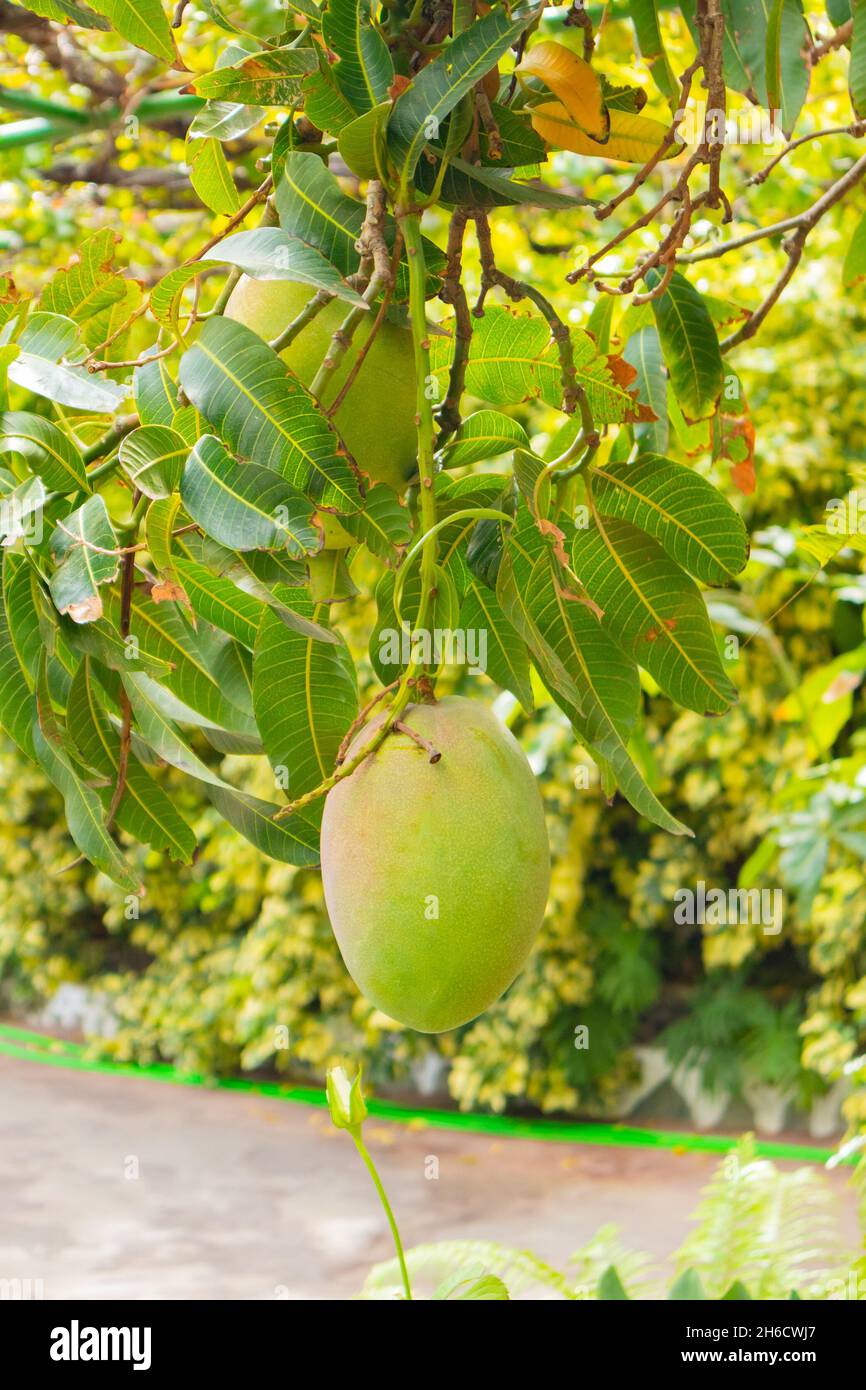 Leaves of the mango tree hi-res stock photography and images - Alamy