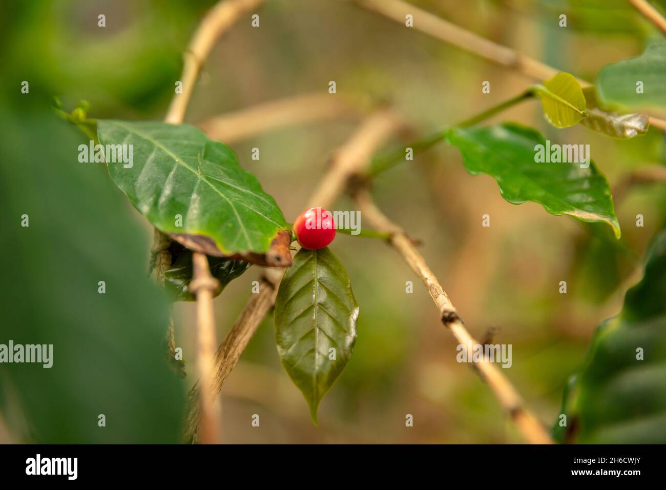 Ripe coffee cherry hi-res stock photography and images - Alamy