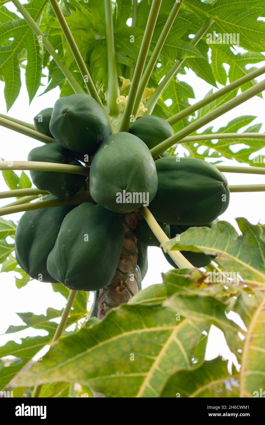 Papayas on tree hi-res stock photography and images - Alamy