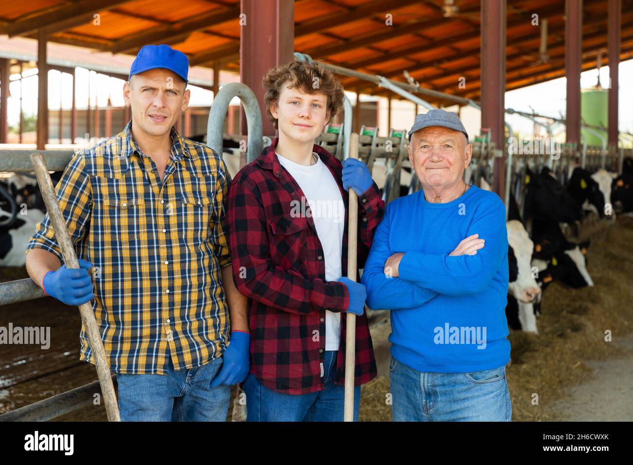 Three milk farm workers in cowhouse Stock Photo - Alamy
