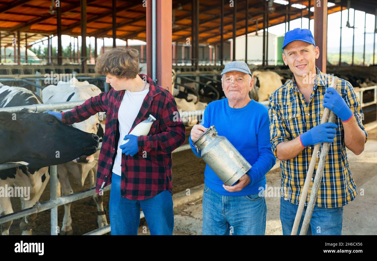 Three cheerful friendly livestock farm workers posing in cowshed Stock ...