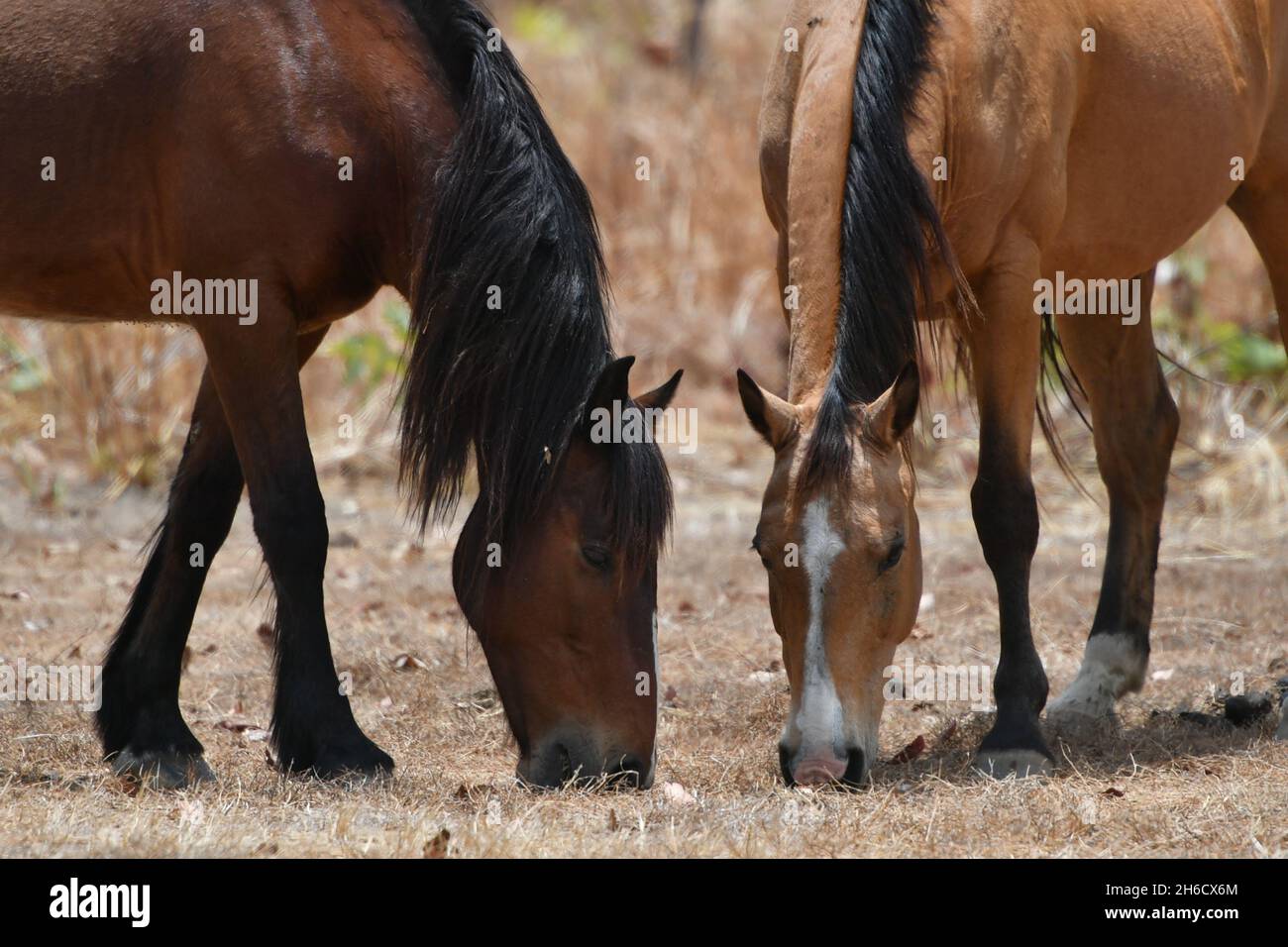 Brumby horses together hi-res stock photography and images - Alamy