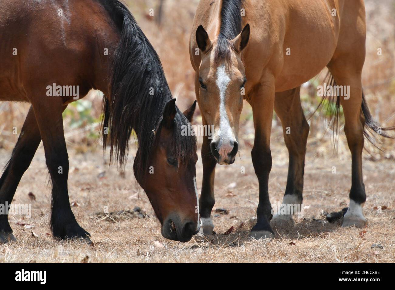 Brumby horses together hi-res stock photography and images - Alamy