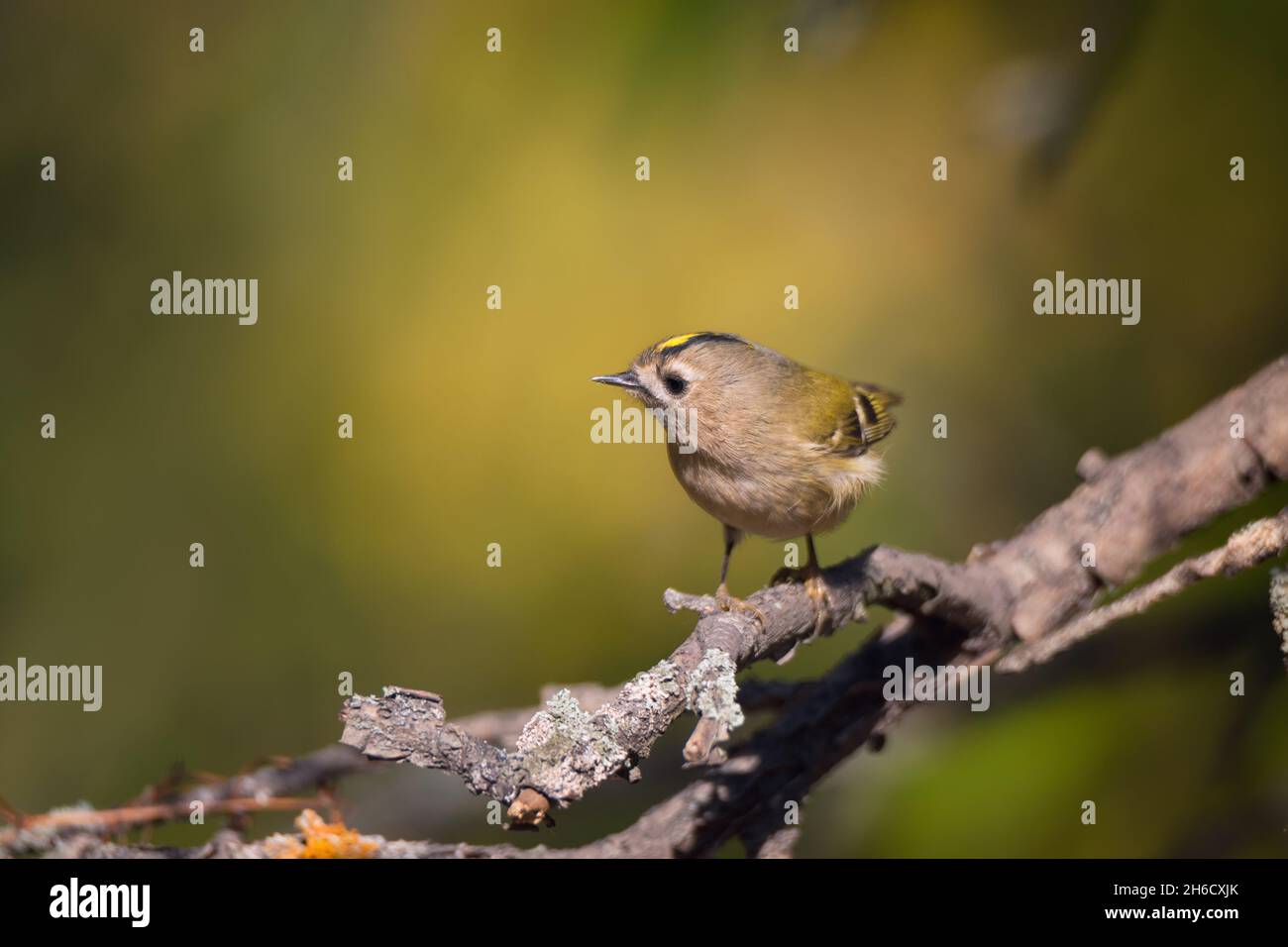 Beautiful bird of Goldcrest sitting on tree branch on yellow autumn ...