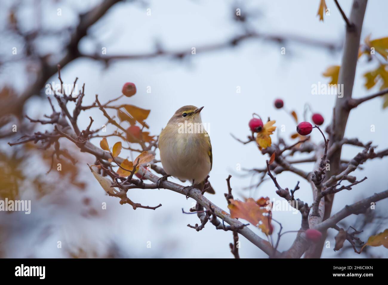 Beautiful bird of Common chiffchaff (Phylloscopus collybita) sitting on autumn tree branch on ...