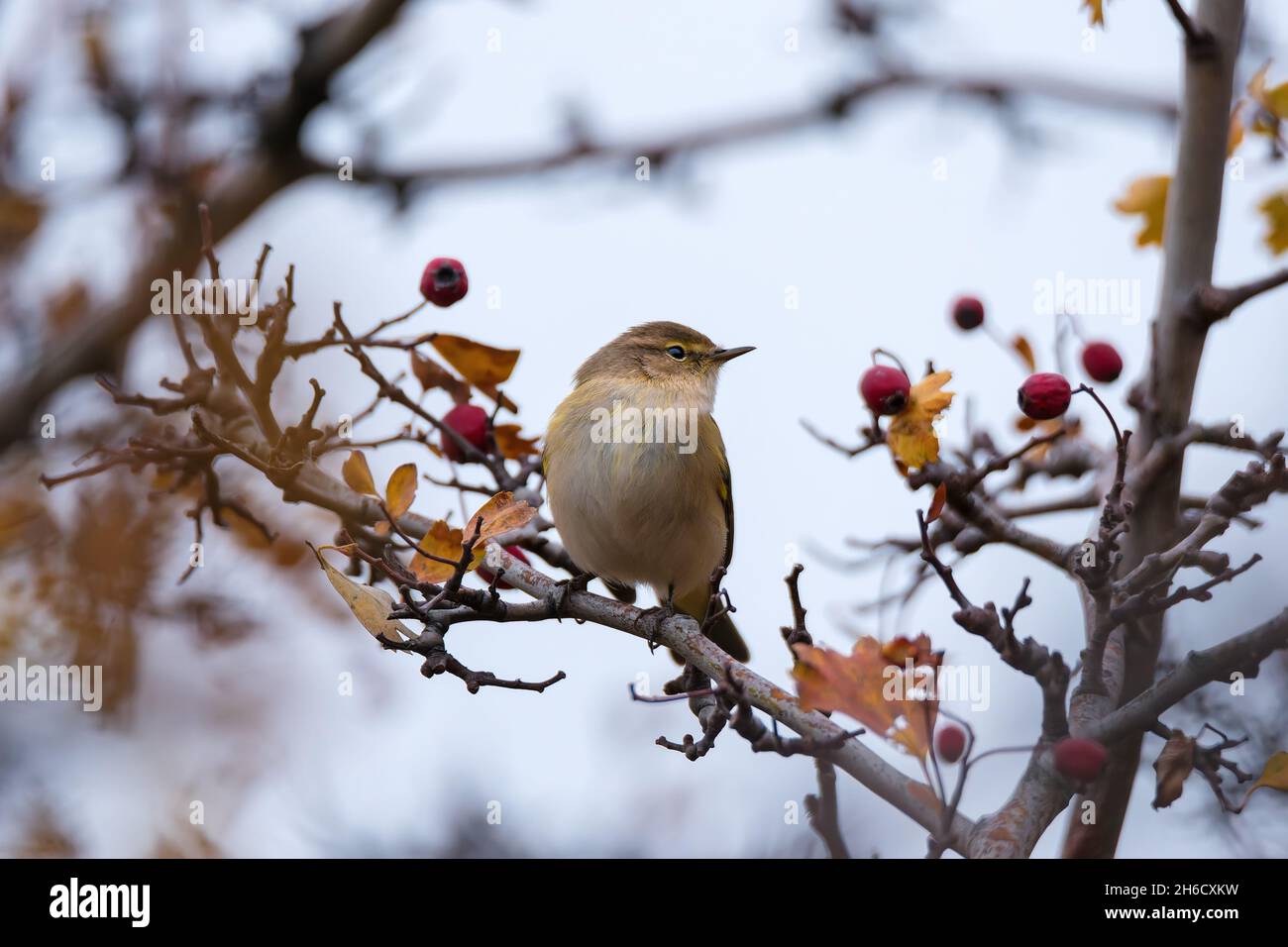 Beautiful bird of Common chiffchaff (Phylloscopus collybita) sitting on autumn tree branch on ...