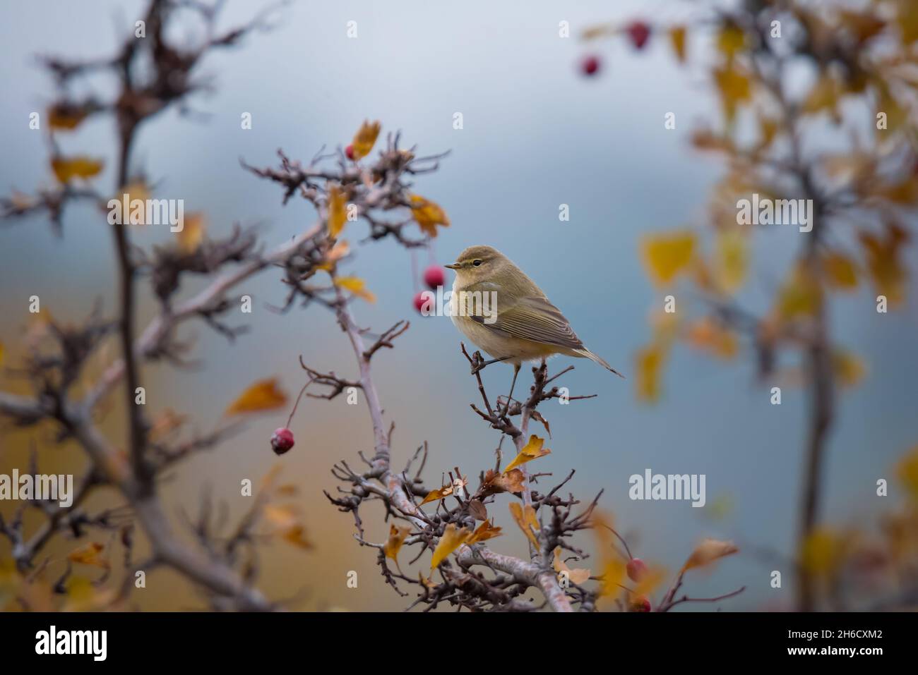 Beautiful bird of Common chiffchaff (Phylloscopus collybita) sitting on autumn tree branch on ...