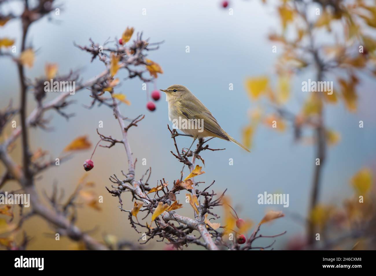 Beautiful bird of Common chiffchaff (Phylloscopus collybita) sitting on autumn tree branch on ...