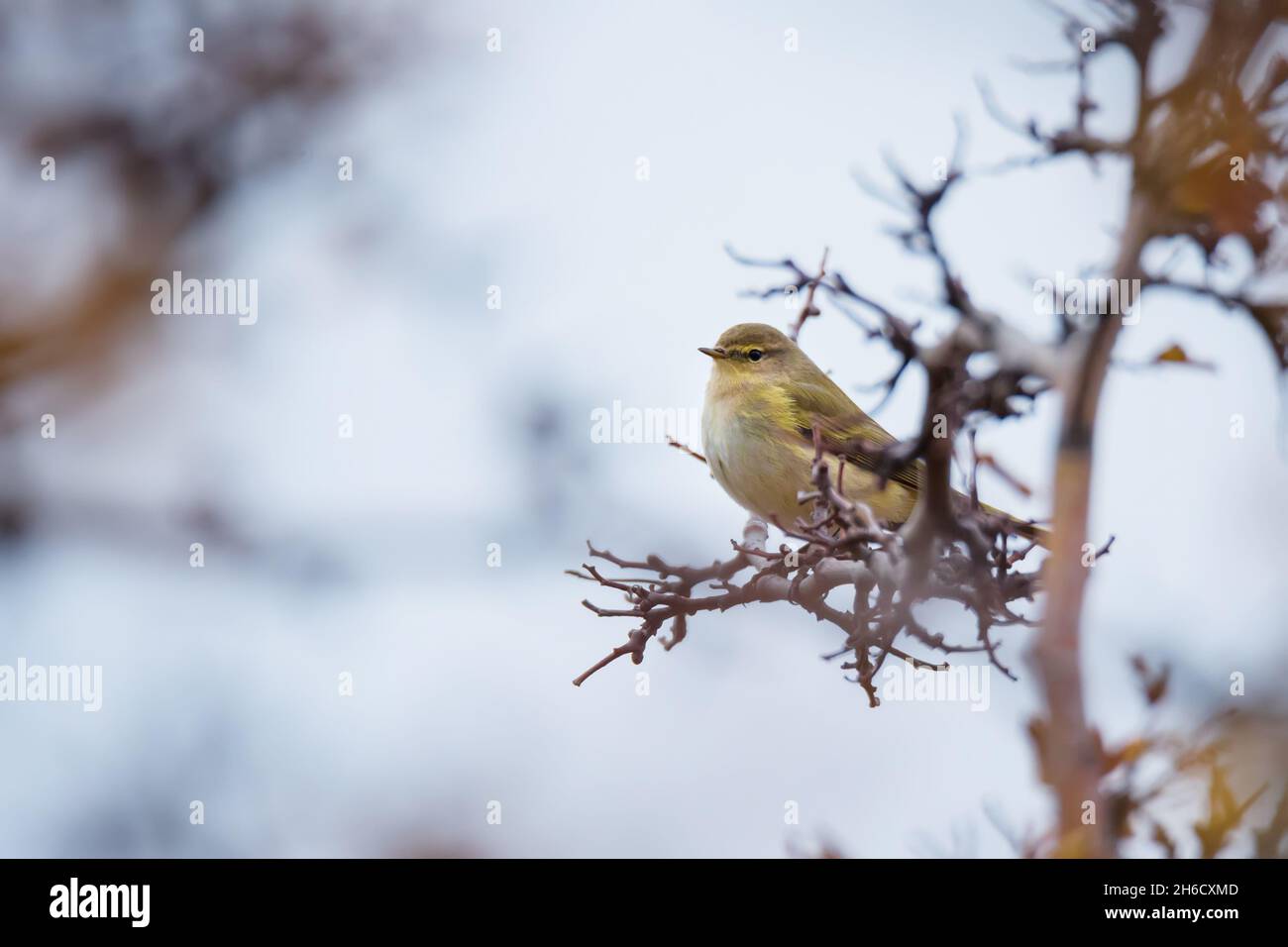 Beautiful bird of Common chiffchaff (Phylloscopus collybita) sitting on autumn tree branch on ...