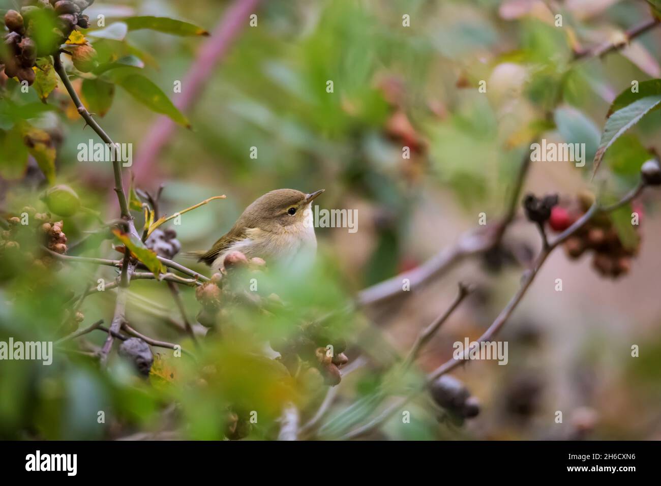 Beautiful bird of Common chiffchaff (Phylloscopus collybita) sitting on autumn bush on nature ...